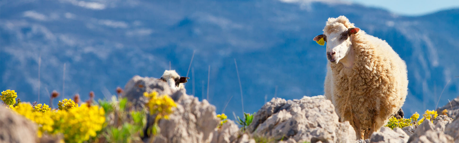 Pag Island: The Unexpected Home of an Award-Winning Sheep's Cheese