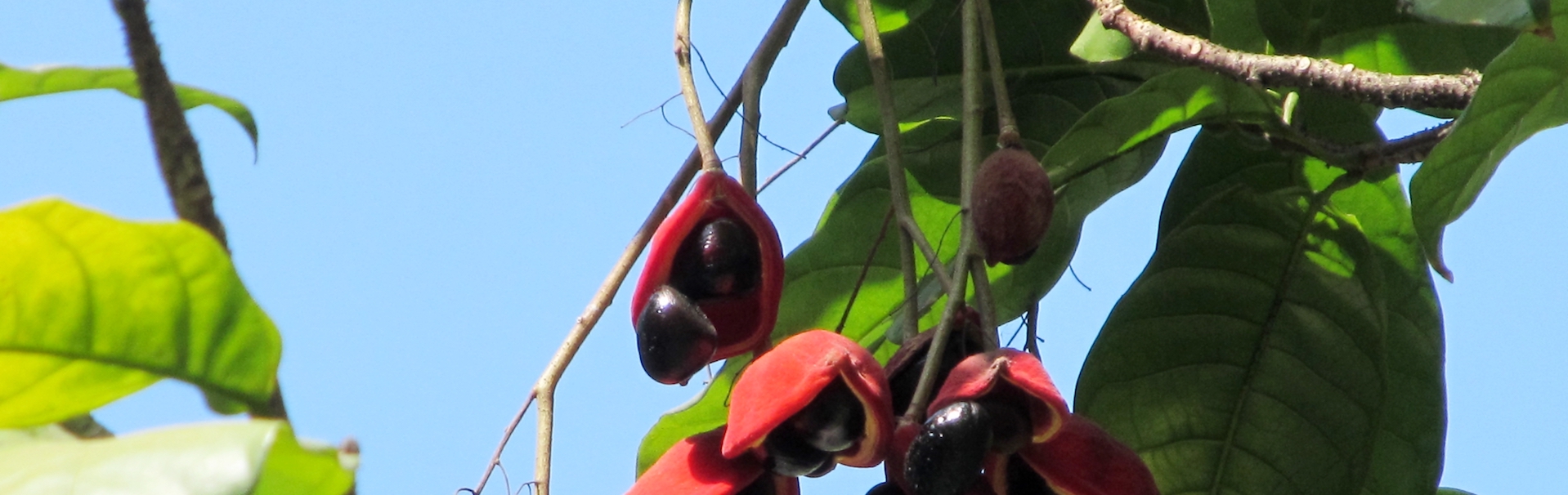 Ingredient to Watch: Phoenix Eye Fruit